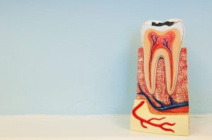 What Is Tooth Dentin and What Does It Do? - Healthrow.net