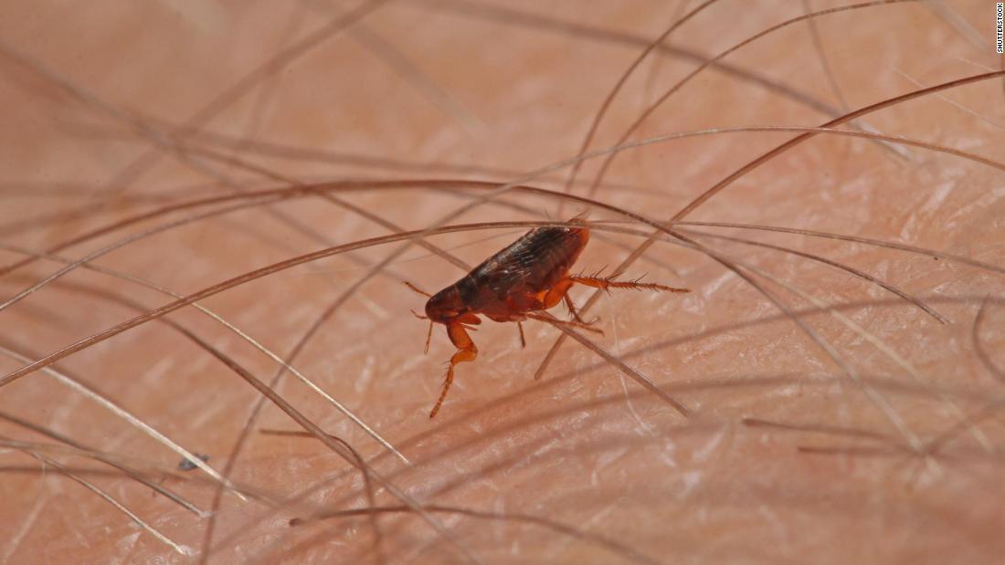 How To Treat Flea Bites At Your Home - Healthrow.net